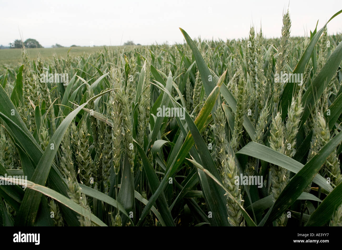 View of cereal crop wheat crop arable uk grain farming hi-res stock ...