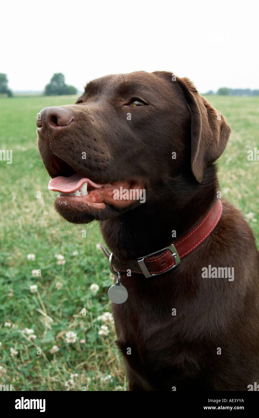 Chocolat labrador dog hi-res stock photography and images - Alamy