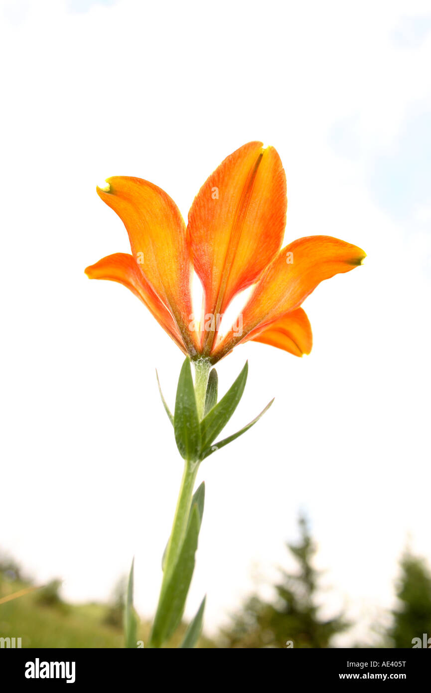 Fire lily hi-res stock photography and images - Alamy