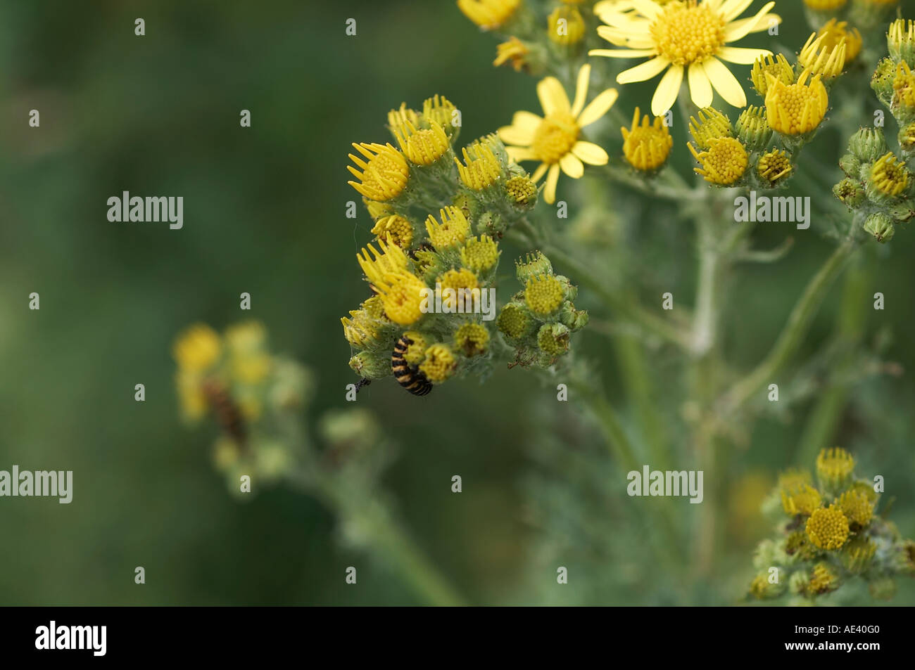 Ragwort poisnous hi-res stock photography and images - Alamy