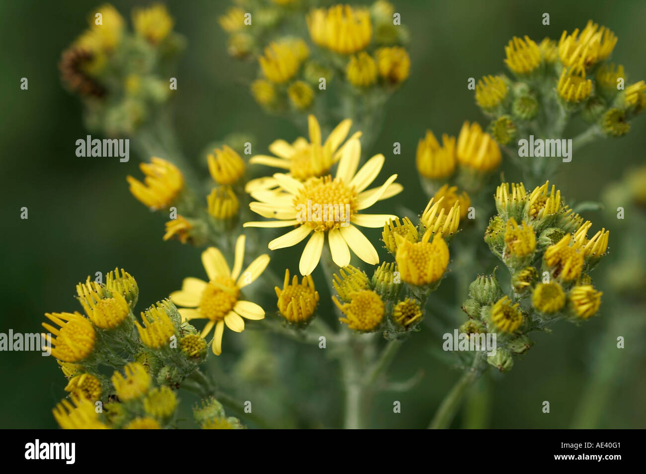 Common Ragwort Senecio jacobaea Stock Photo - Alamy