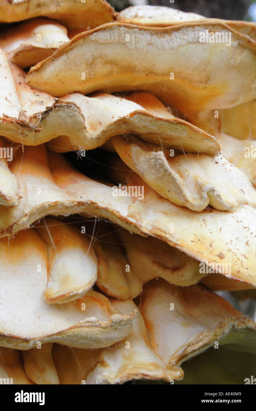 Tree fungus hi-res stock photography and images - Alamy