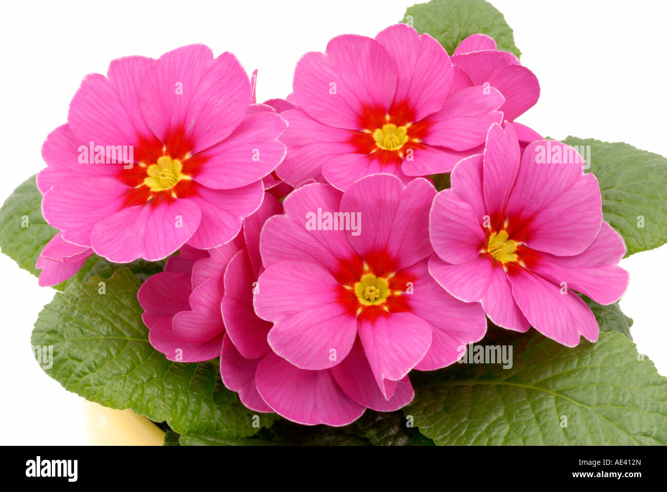 Garden Primrose (Primula acaulis Hybrid, Primula vulgaris Hybrid ...