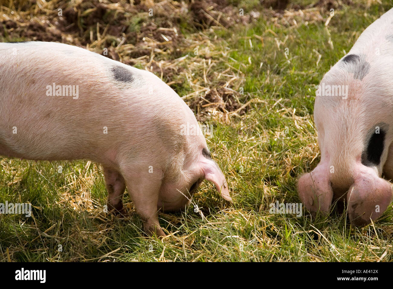 Gloucestershire old spot pigs Stock Photo - Alamy