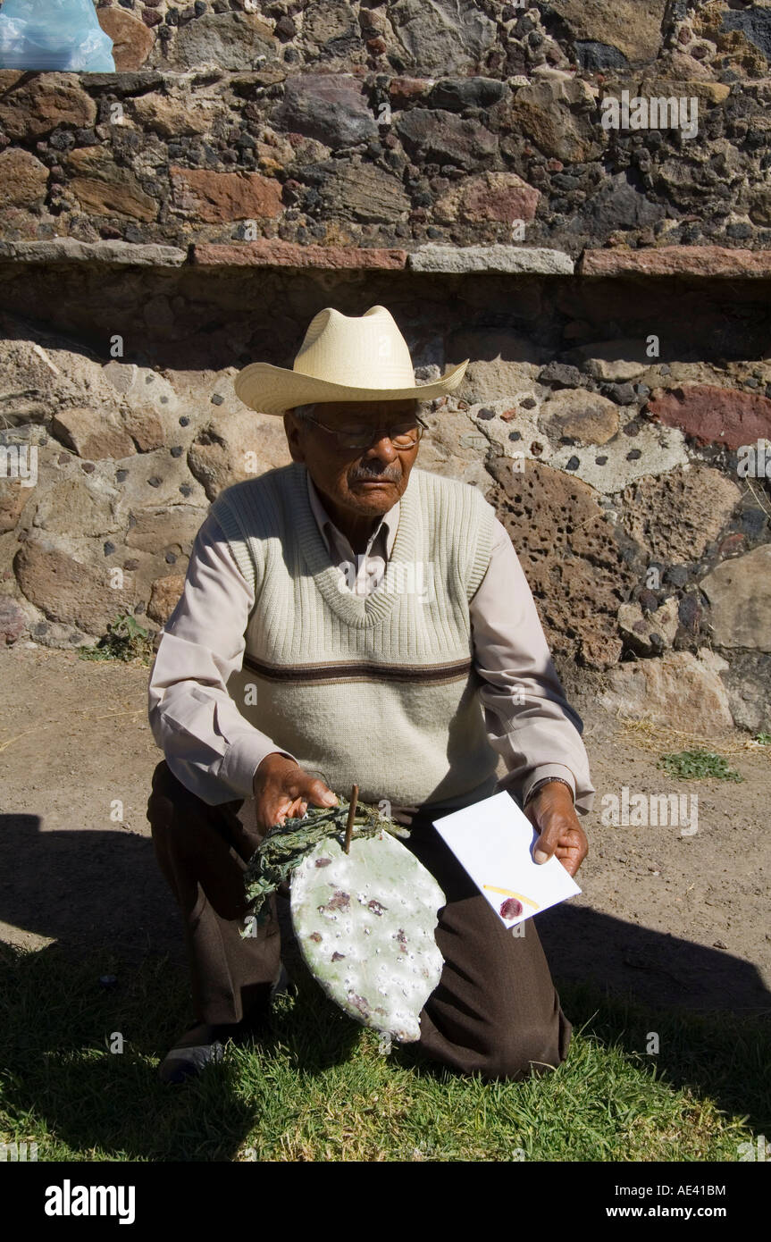 Using the cochineal beetle that lives on cactus pads to make a red dye ...