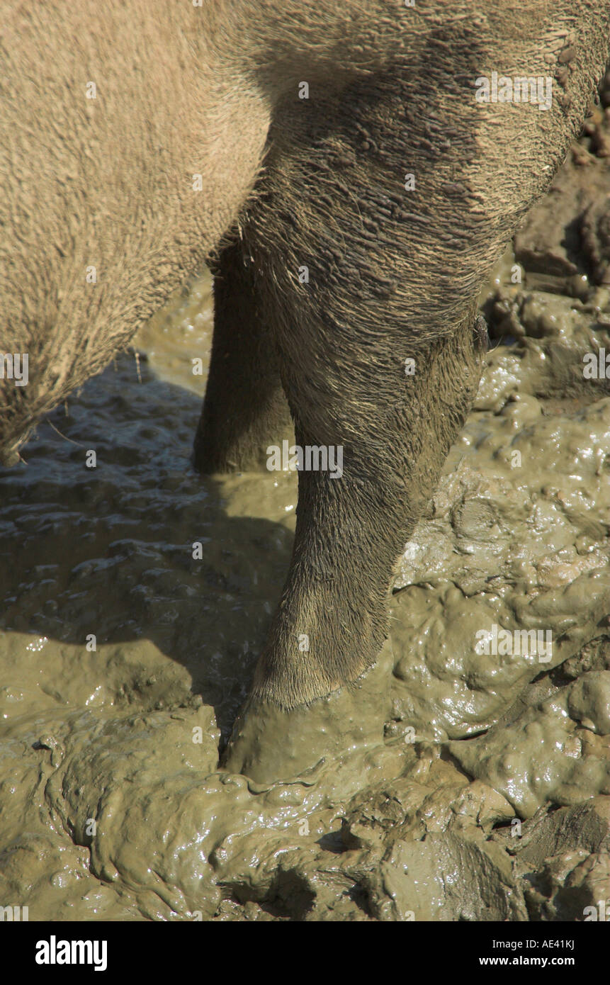 Pigs leg in mud Stock Photo - Alamy