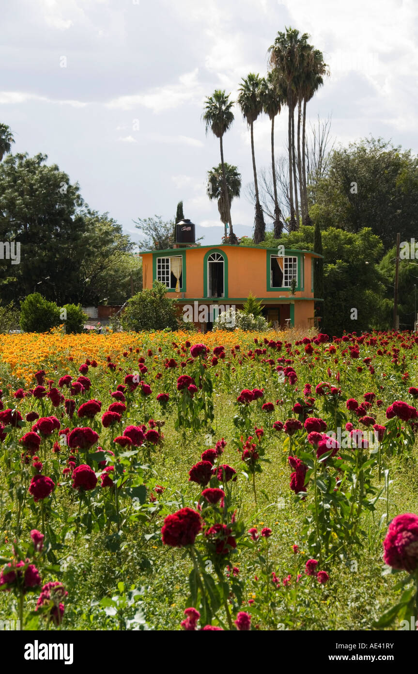 Flowers grown for the Day of the Dead, Oaxaca, Mexico Stock Photo - Alamy