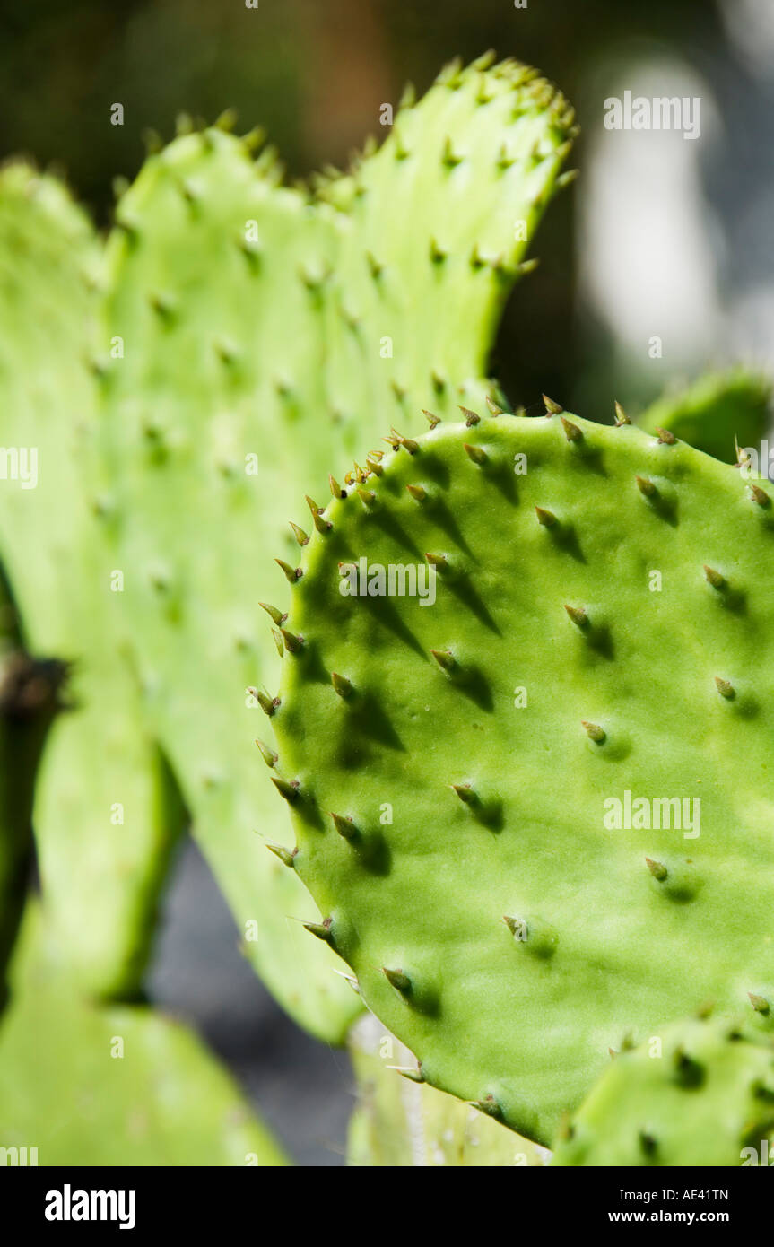 Red cochineal dye hi-res stock photography and images - Alamy