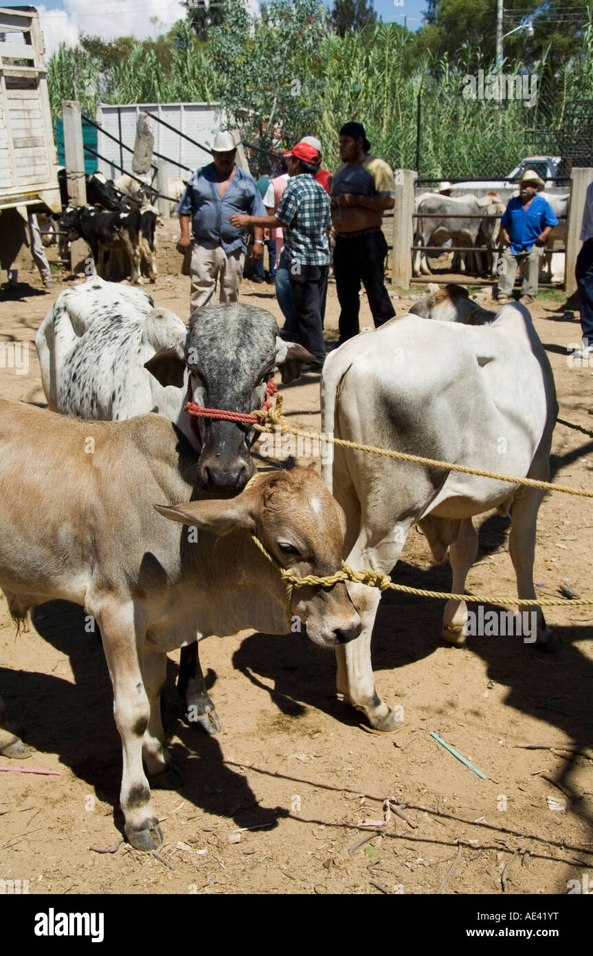 Mexico oaxaca cattle cows hi-res stock photography and images - Alamy