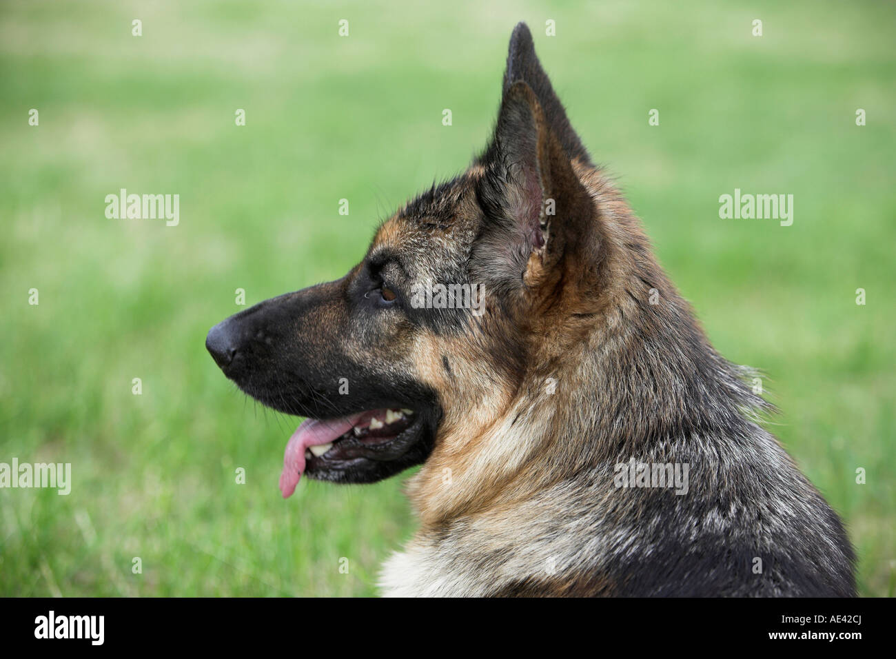 Alert German Shepherd on Guard Stock Photo - Alamy