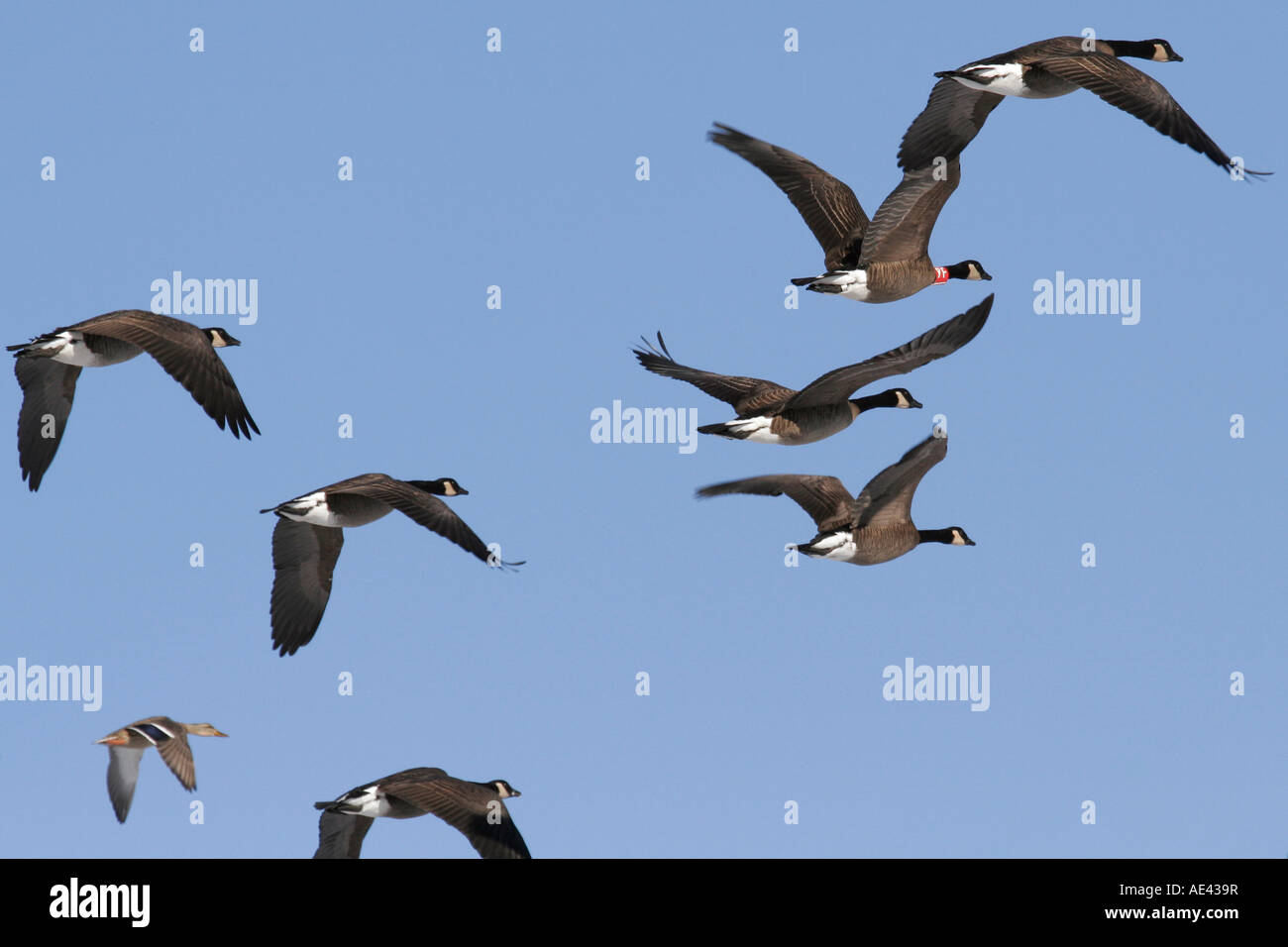 Canadian Geese in flight Stock Photo - Alamy
