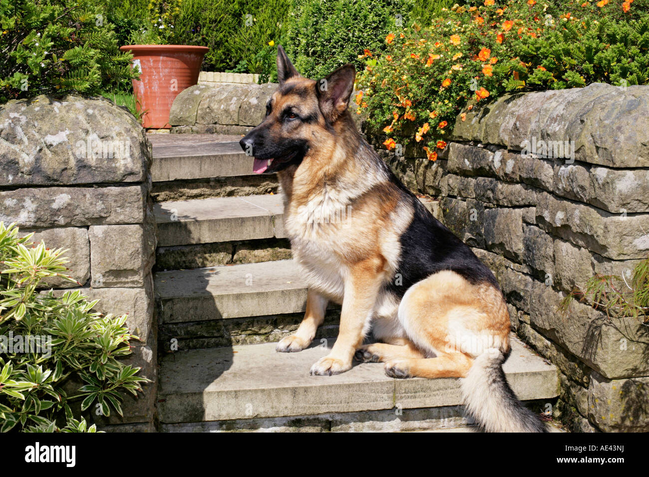 Portrait of German Shepherd dog sitting on steps Stock Photo - Alamy