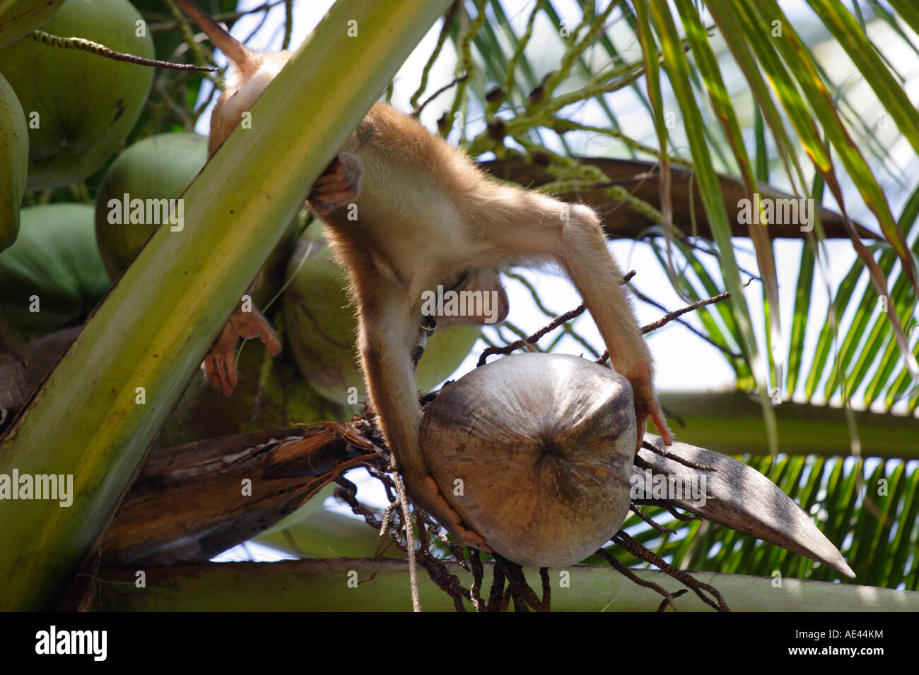 A trained monkey picks coconuts on Koh Samui, Thailand, Southeast Asia ...