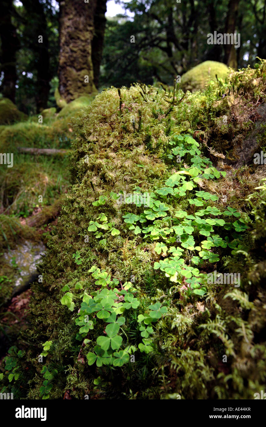 Ancient oak forest of ireland hi-res stock photography and images - Alamy