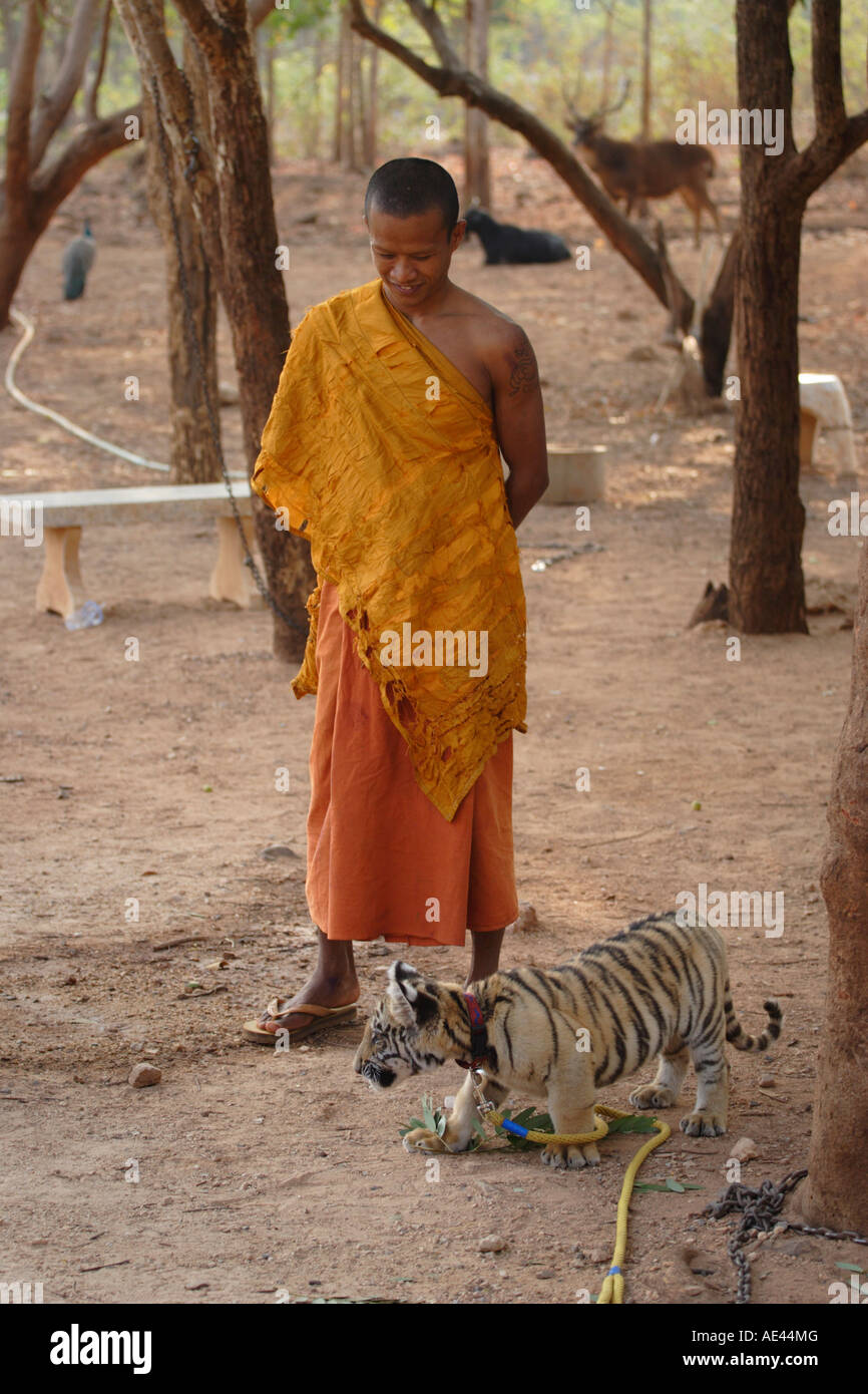 Buddhist monk watches over a tiger cub at Tiger Temple, Kanchanaburi ...