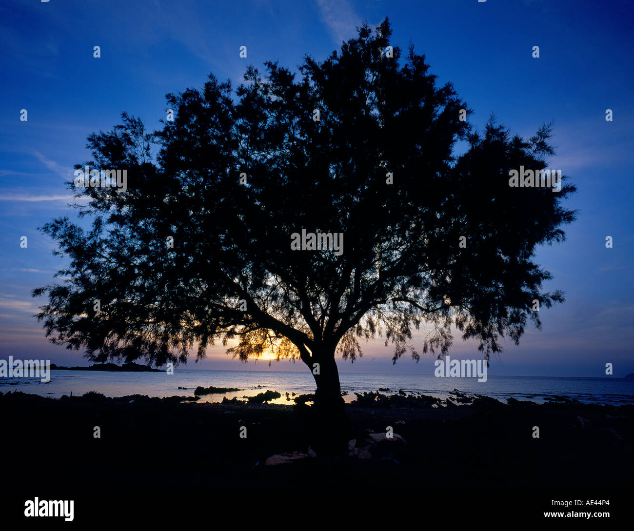 single olive tree in opposite light at sunset at Falasarna Western ...