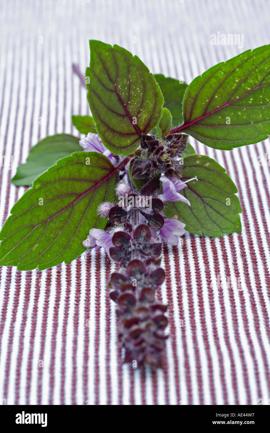Flowering stalk of basil (Ocimum basilicum, Lamiaceae Stock Photo - Alamy
