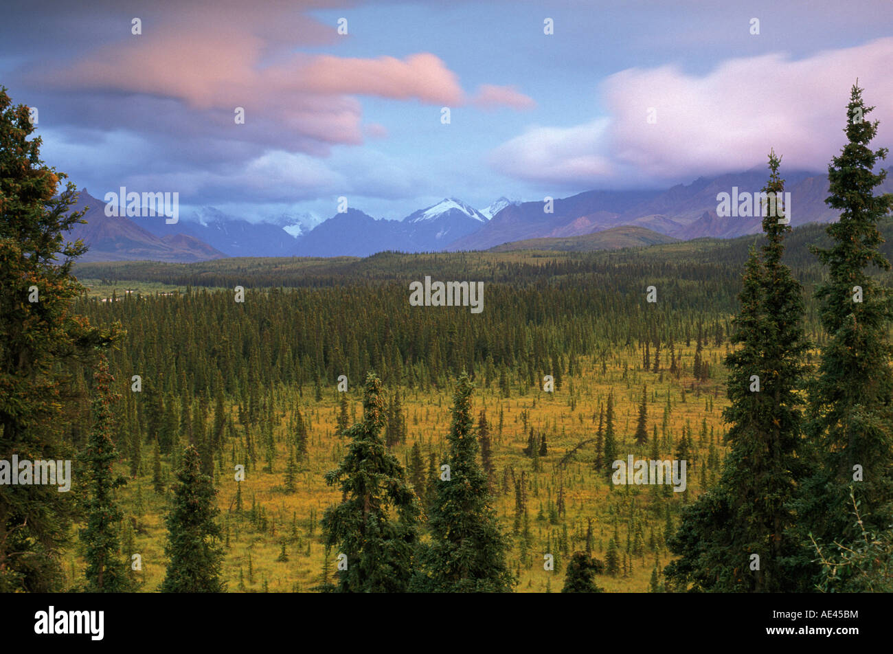 Land Of The Taiga Biome Special Use