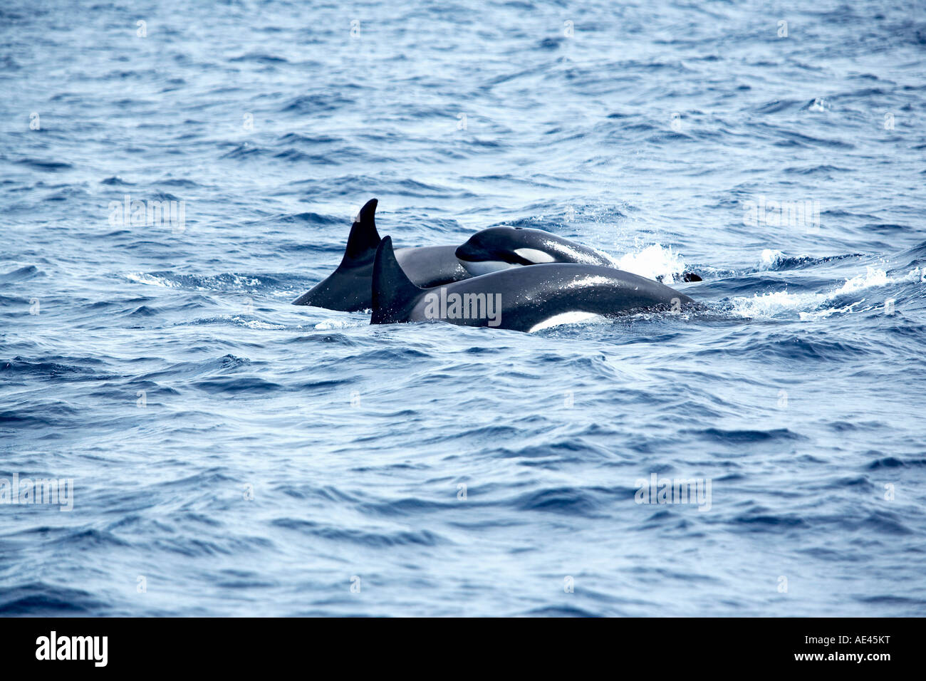 Family of killer whales (Orcinus orca) off Tarifa coast, Strait of ...
