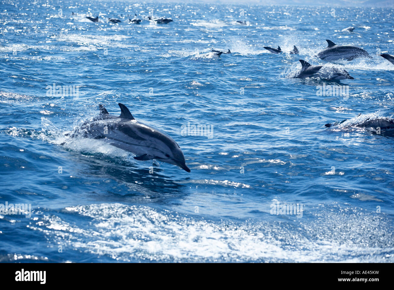 Group of striped dolphins (Stenella coeruleoalba) swimming, Strait of ...