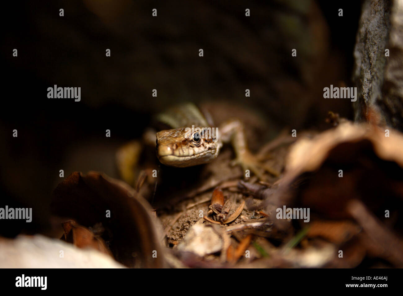 A male Horvath's Rock Lizard looking from a rock crevice on Sneznik ...