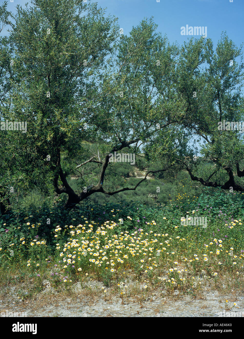 olive tree and marguerite flower Crete Greece Europe. Photo by Willy ...