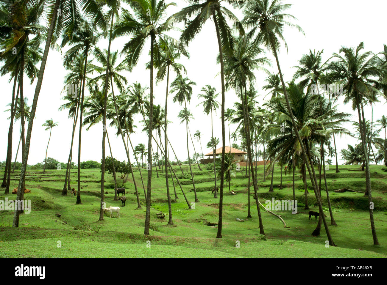 India Goa Chapora palm trees above the beach Stock Photo - Alamy