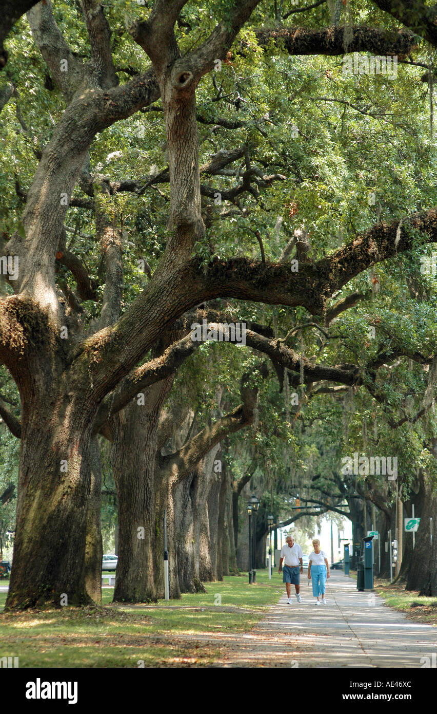 Spanish Moss on trees in Savannah Georgia USA Stock Photo - Alamy