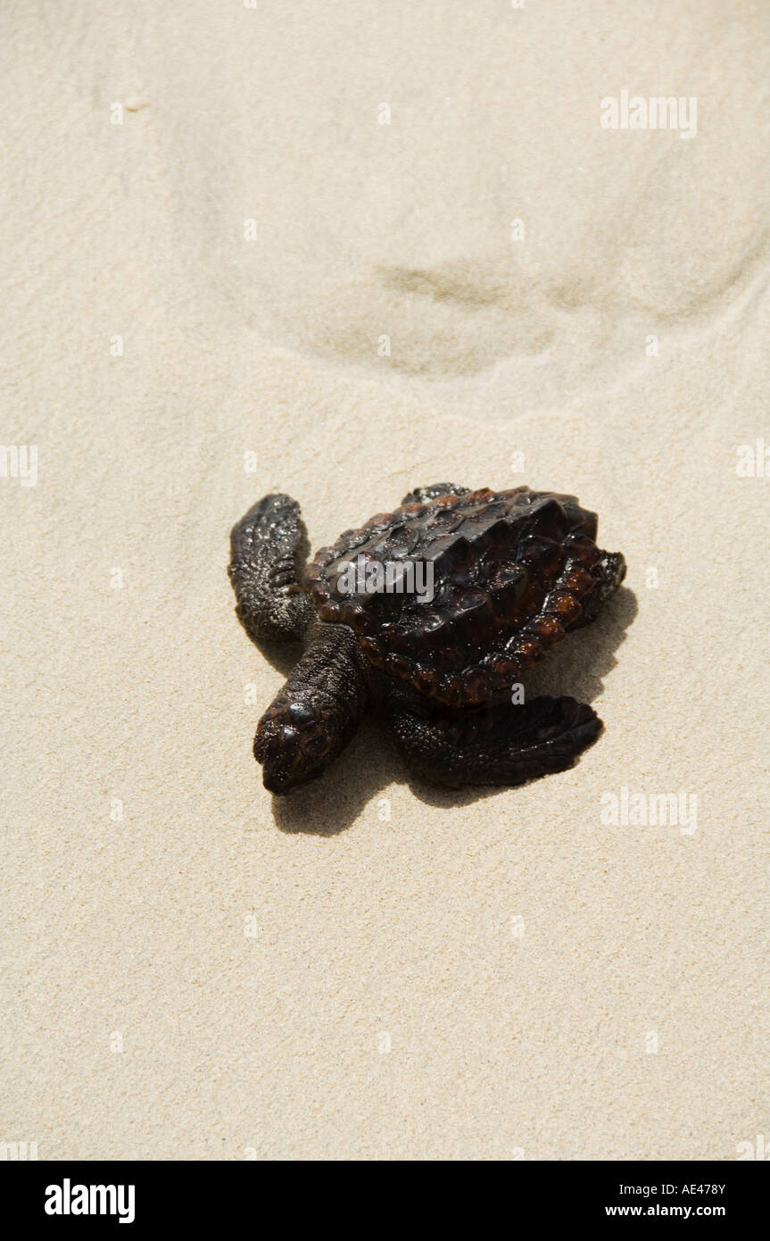 Sal cape verde animals hi-res stock photography and images - Alamy