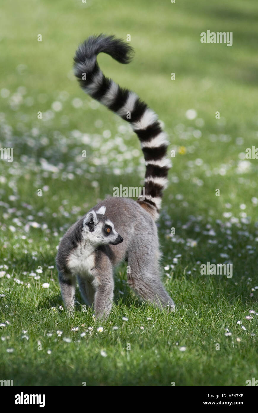 Ring tailed Lemur Stock Photo - Alamy