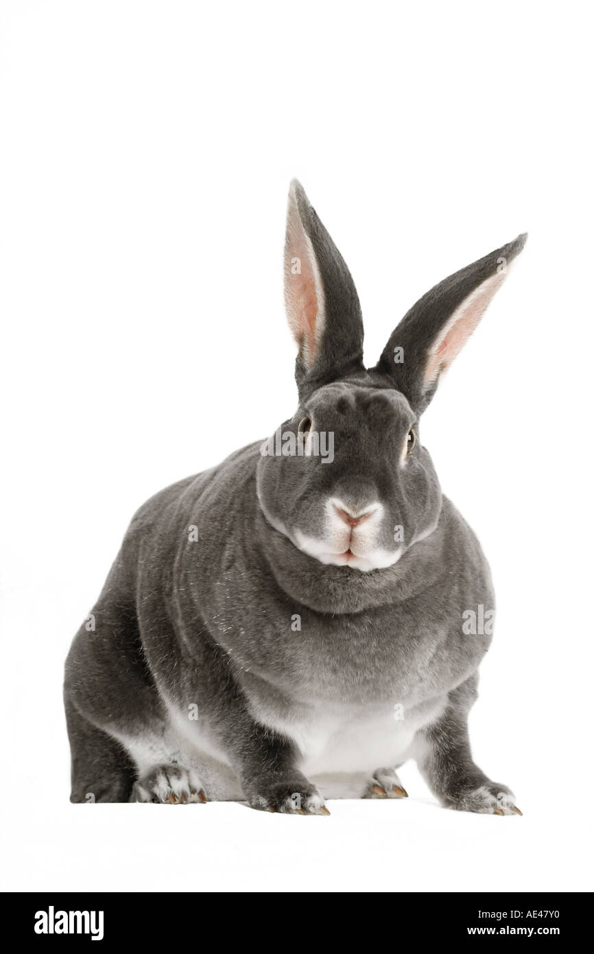 Grey Rex rabbit Stock Photo - Alamy