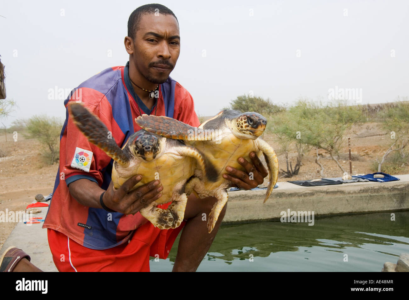 Turtles, Island of Sal (Salt), Cape Verde Islands, Africa Stock Photo ...