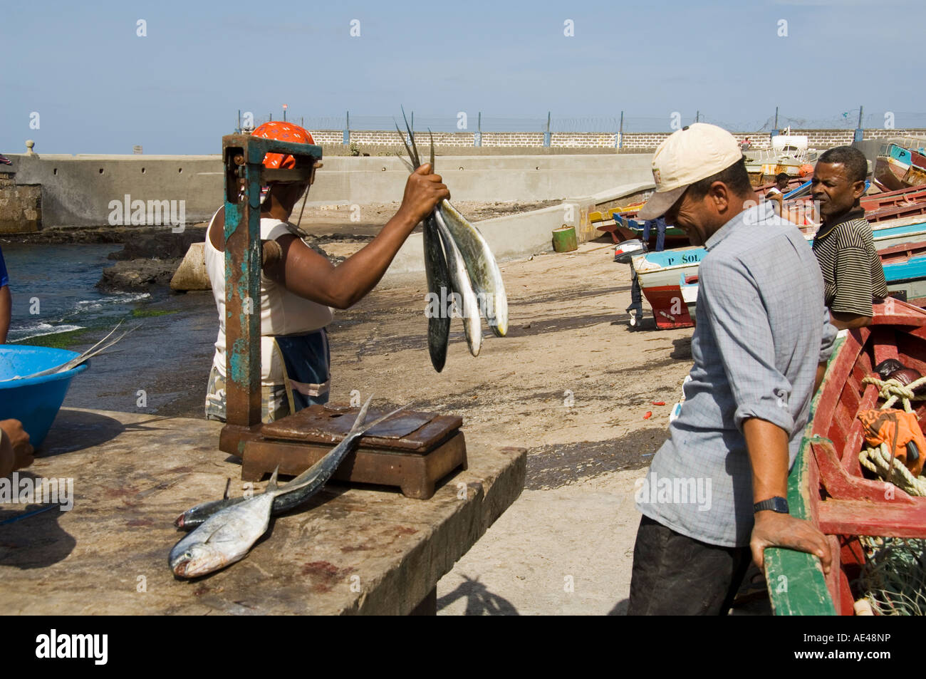 Gutting fish at the port of Ponto do Sol, Ribiera Grande, Santo Antao ...
