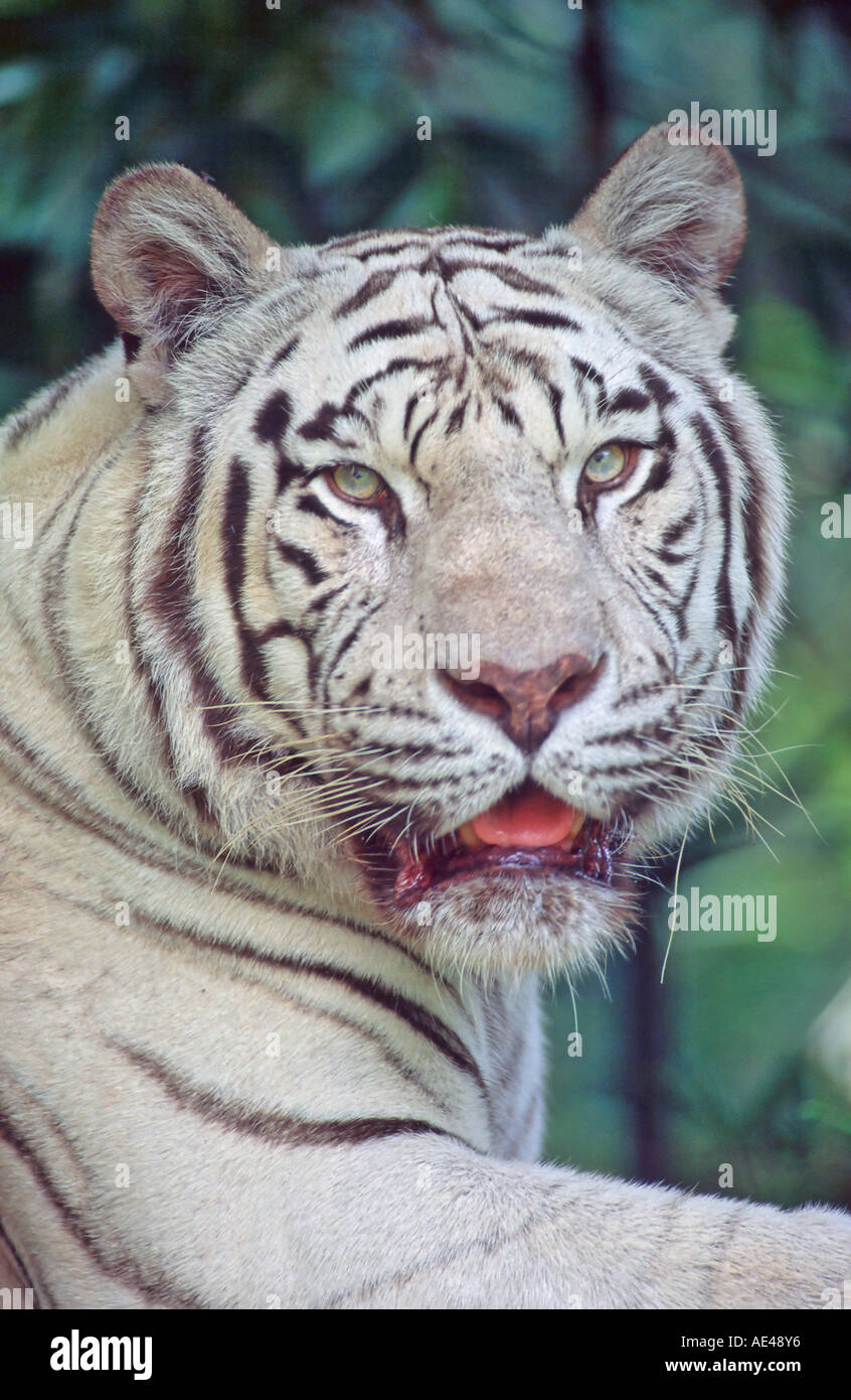 Portrait of a White Tiger. Vertical format. Panthera tigris Stock Photo ...