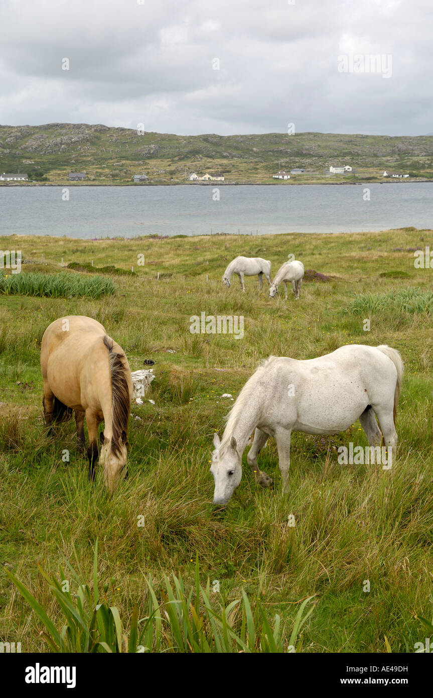 Connemara Ponies, County Galway, Connacht, Republic of Ireland, Europe ...