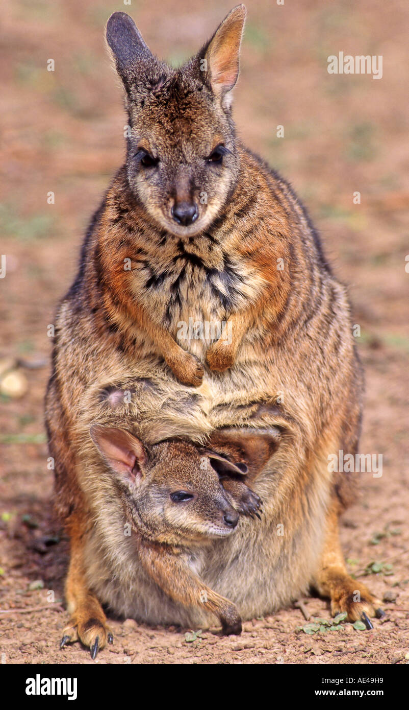 Parma wallaby macropus parma hi-res stock photography and images - Alamy