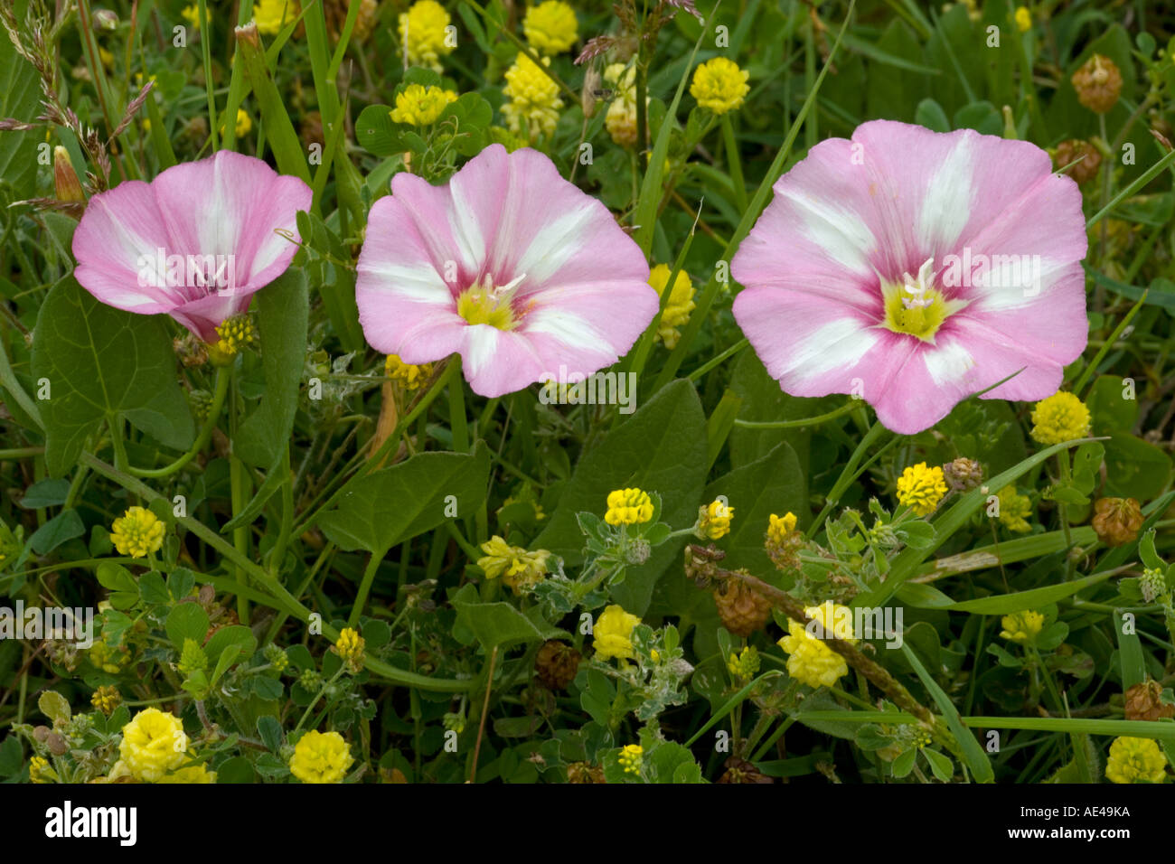 Field Bindweed Convolvulus arvensis Stock Photo - Alamy Field Bindweed Convolvulus arvensis Stock Photo - Alamy
