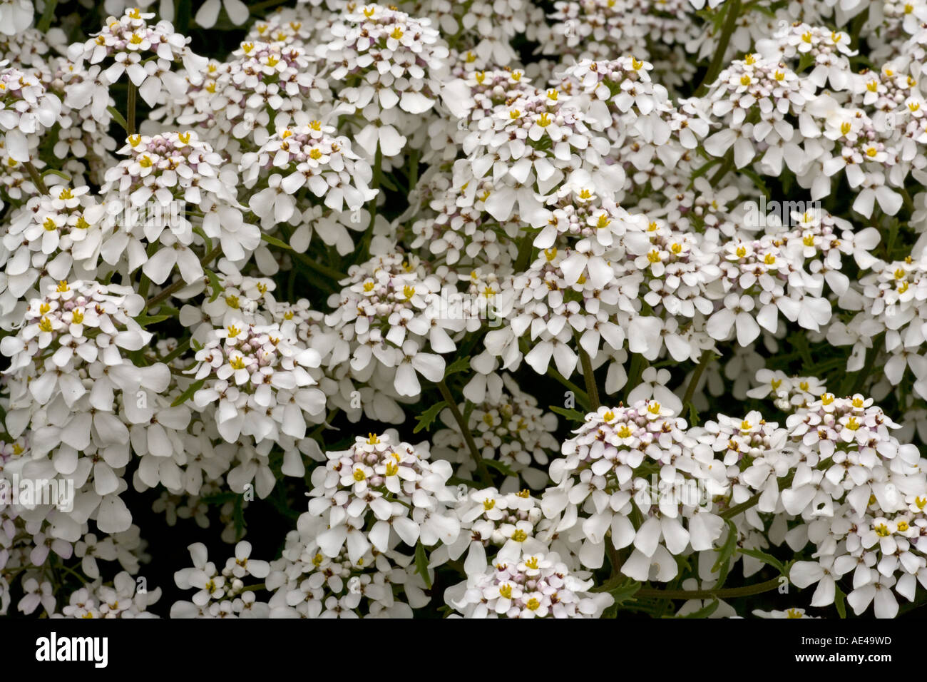 Common candytuft hi-res stock photography and images - Alamy