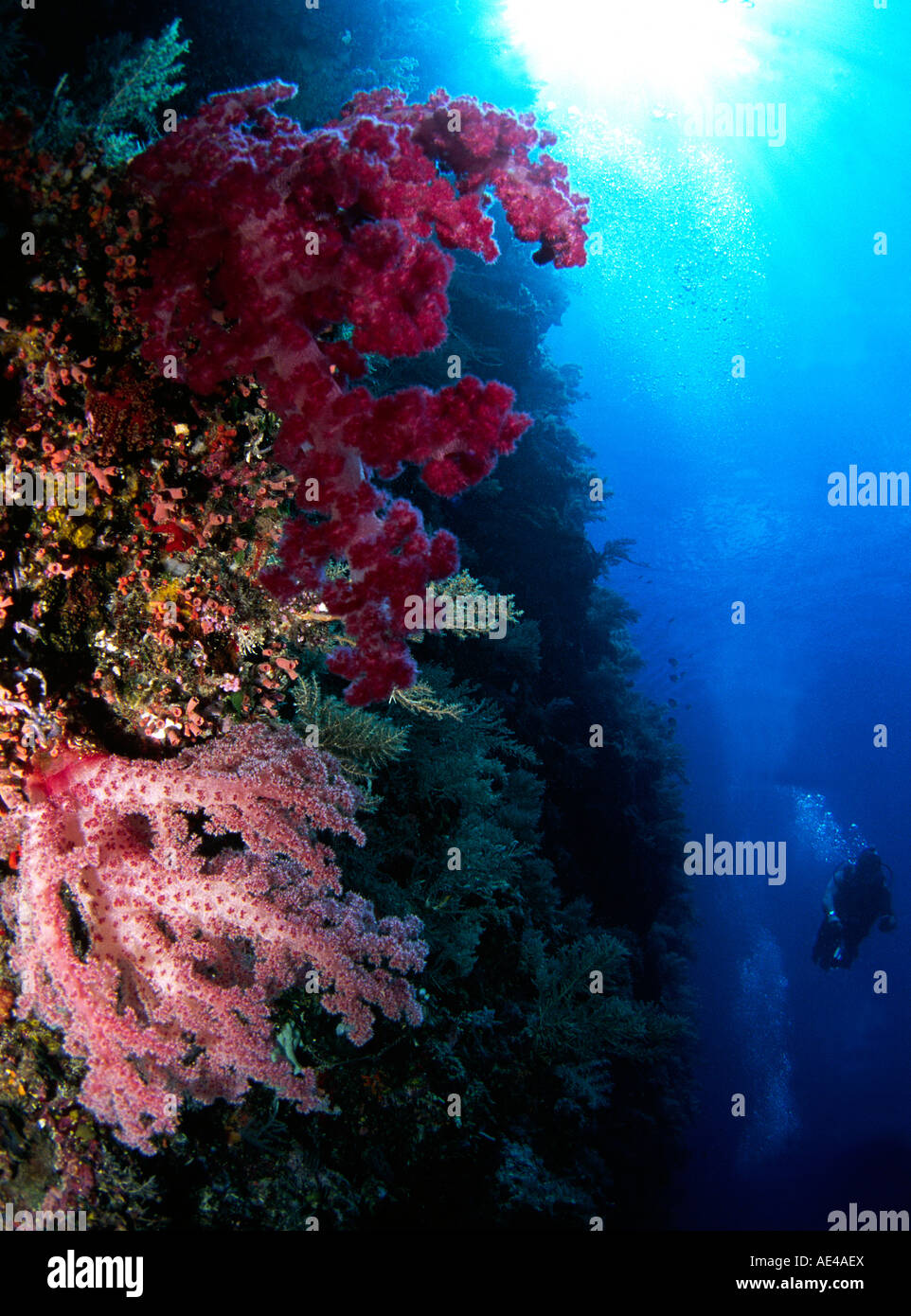 Palau big drop off hi-res stock photography and images - Alamy