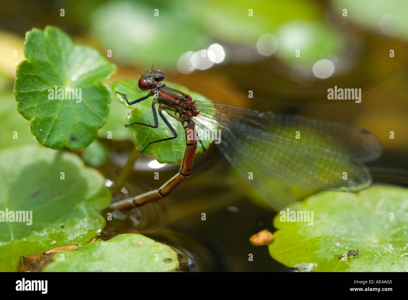 Damselfly eggs hi-res stock photography and images - Alamy