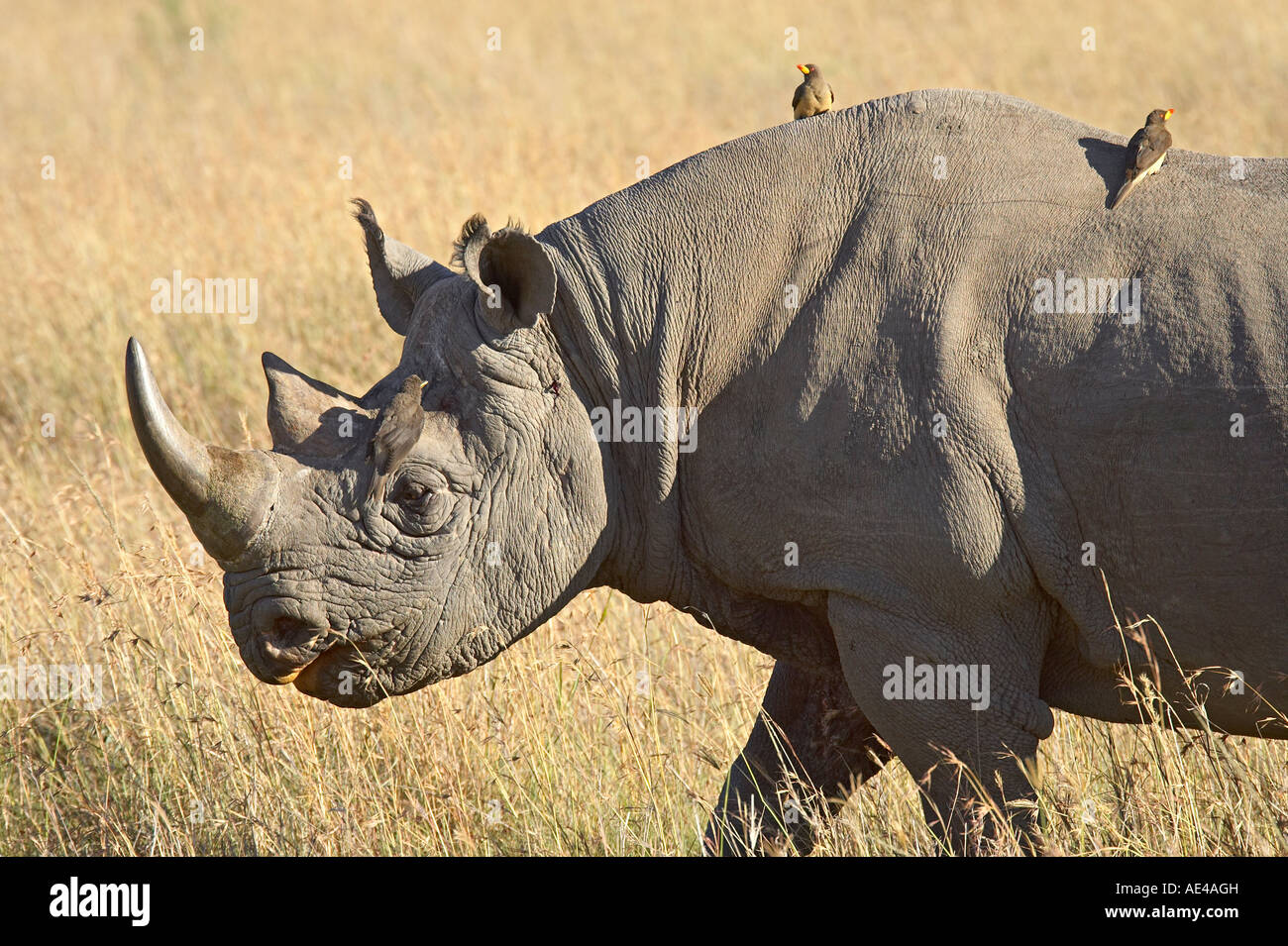 Black rhinoceros (Diceros bicornis) with yellow-billed oxpecker ...