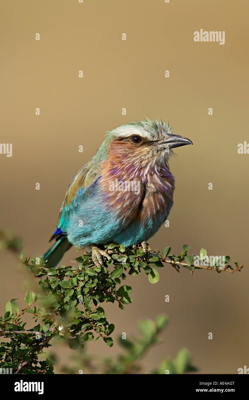 Lilac-breasted roller (Coracias caudata), Masai Mara National Reserve ...