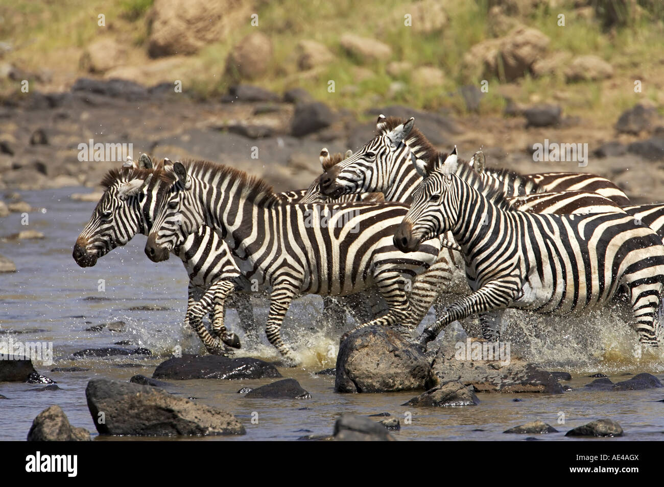 Common zebra or Burchell's zebra (Equus burchelli) crossing the Mara ...