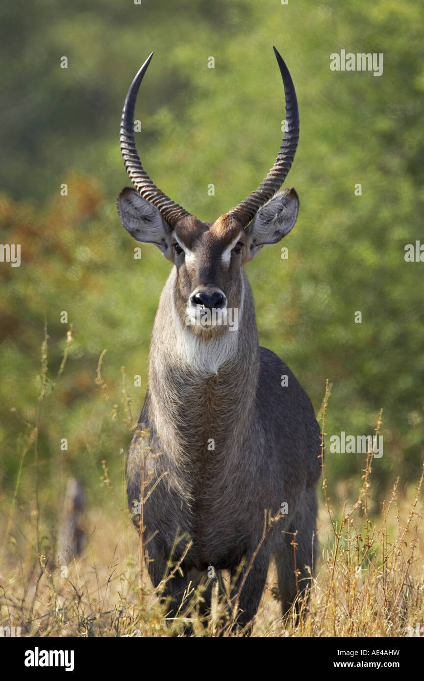 Common waterbuck or Ellipsen waterbuck, (Kobus ellipsiprymnus ...