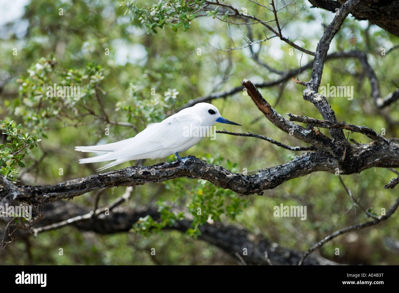 White tern, Bird Island, Tikehau, Tuamotu Archipelago, French Polynesia ...
