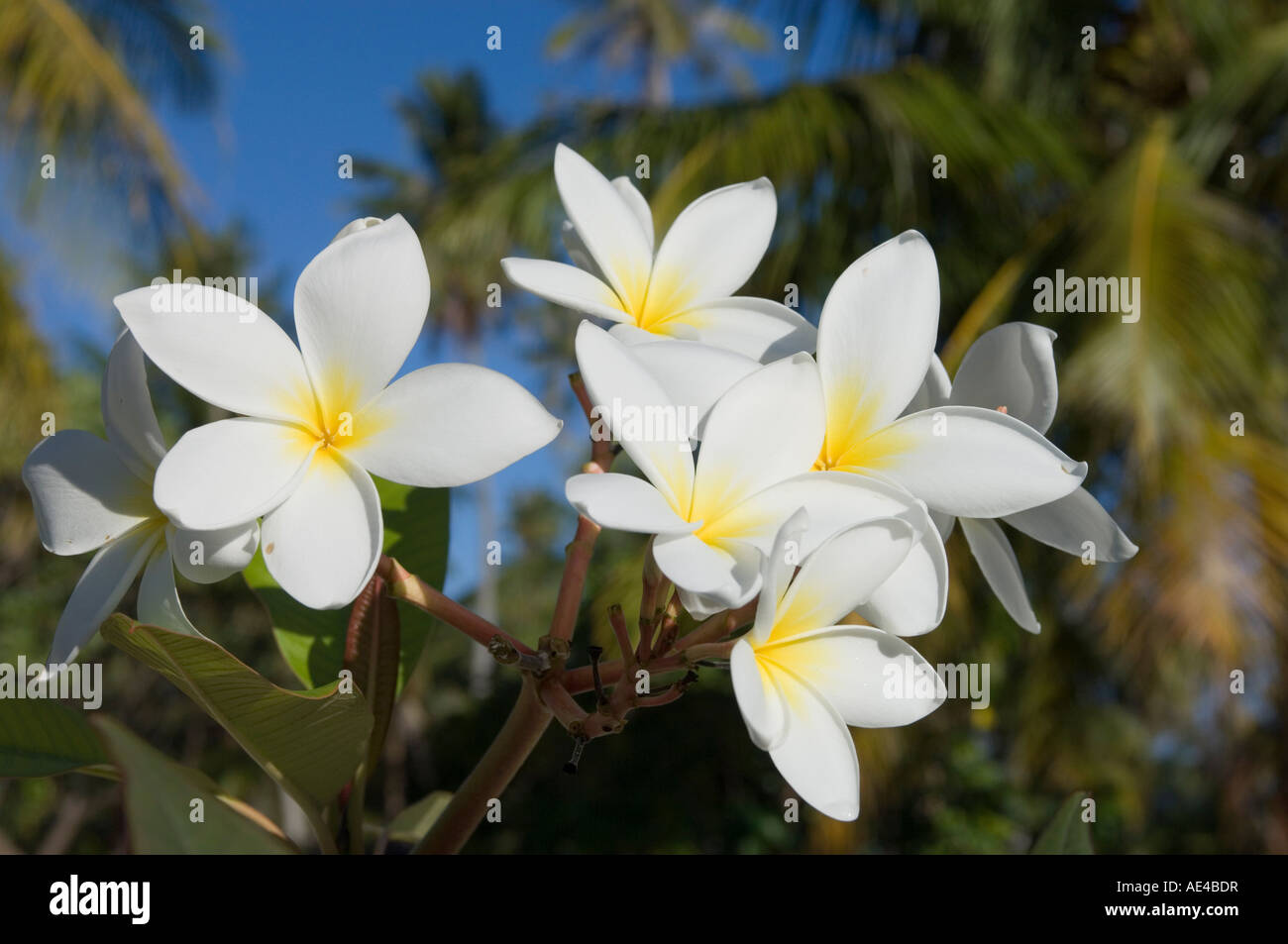 Frangipani flowers, Fakarawa, Tuamotu Archipelago, French Polynesia ...