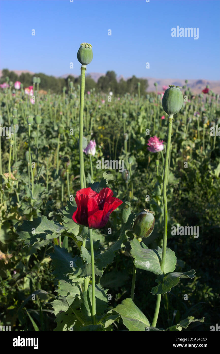 Poppy field between Daulitiar and Chakhcharan, Afghanistan, Asia Stock ...