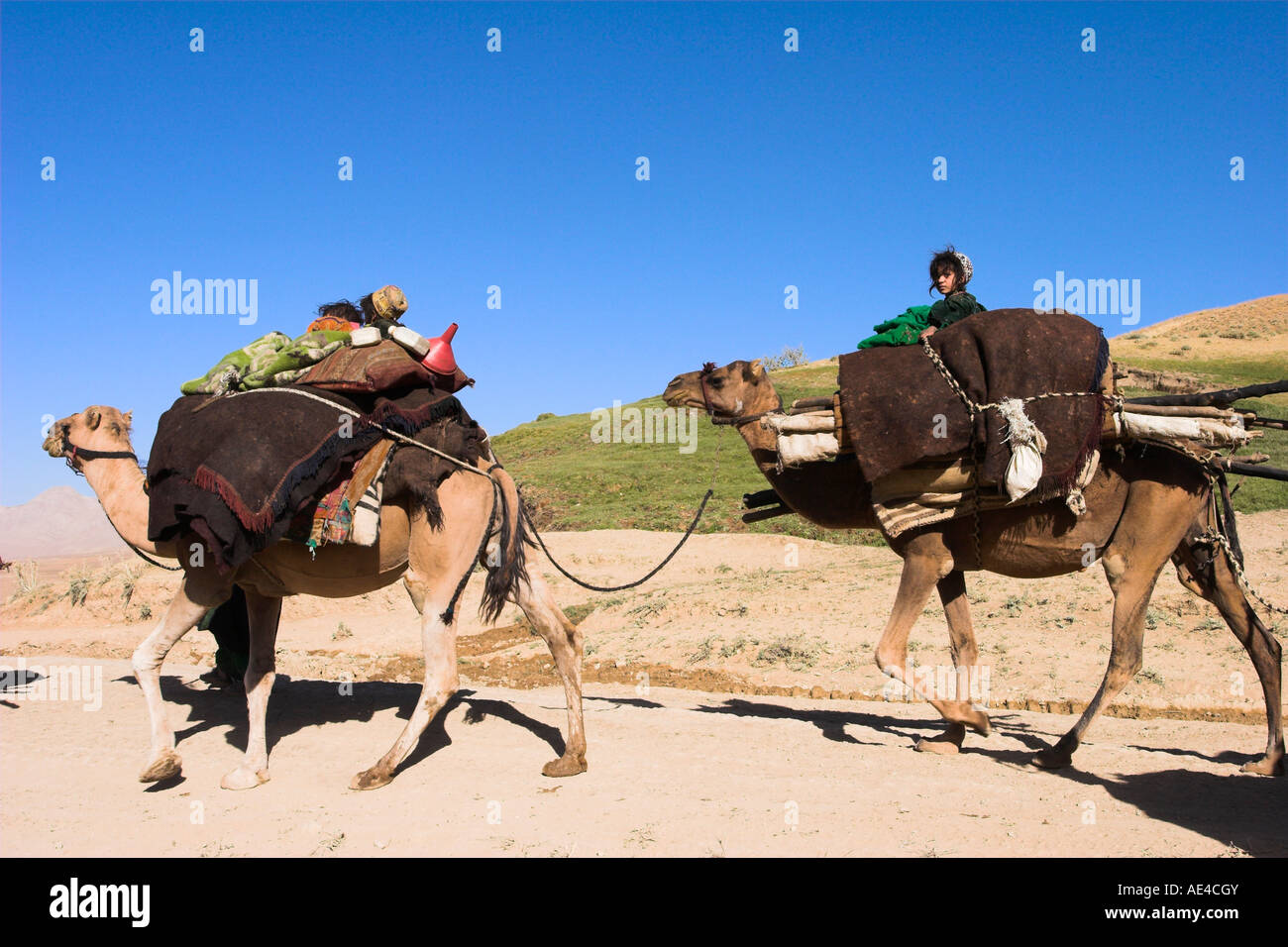 Children sitting on top of camels, Kuchie nomad camel train, between ...