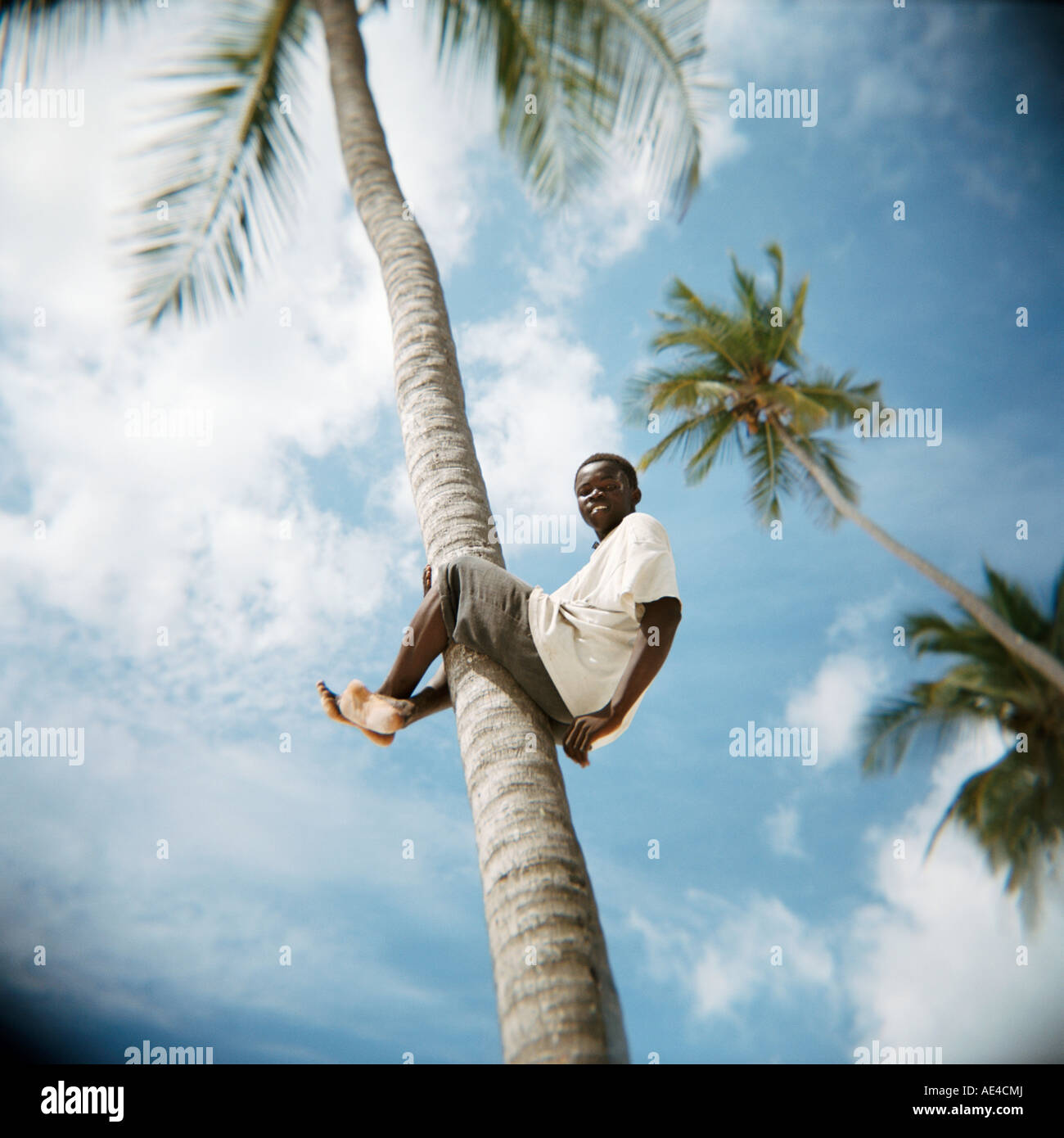 Boy climbing palm tree, Jambiani, Zanzibar, Tanzania, East Africa ...