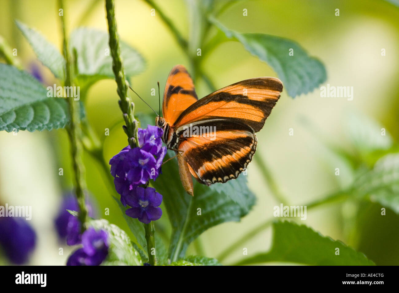 Orange Banded Tiger Longwing Butterfly on purple flower Stock Photo - Alamy